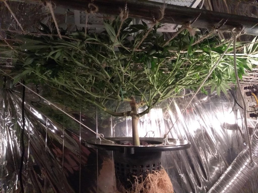 Cannabis Scrog Method Of Growing