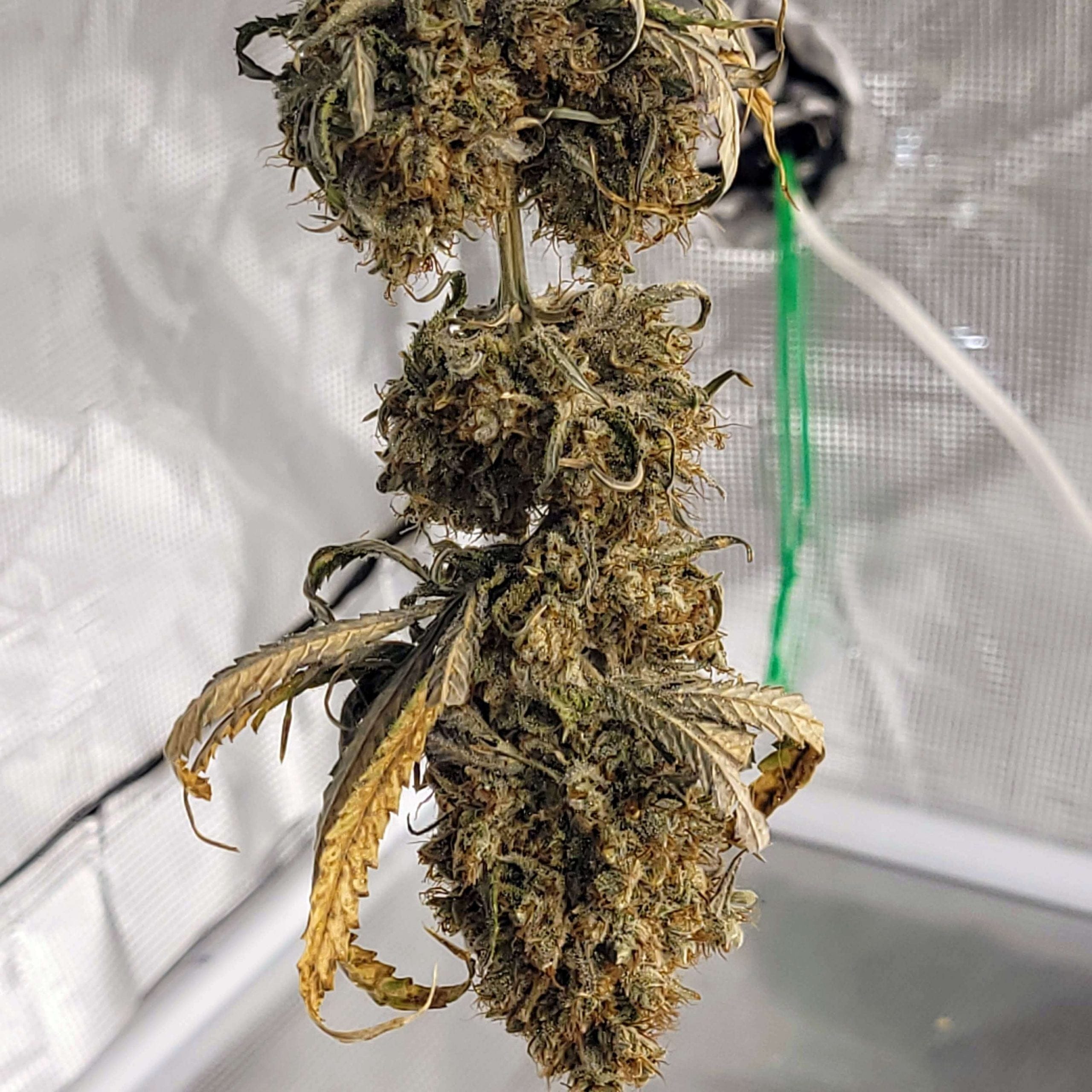 Cannabis Seeds for Sale since 2003 | Seedsman EU