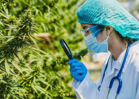 Seedsman Cannabis Seeds | Buy Online with Delivery Across Europe