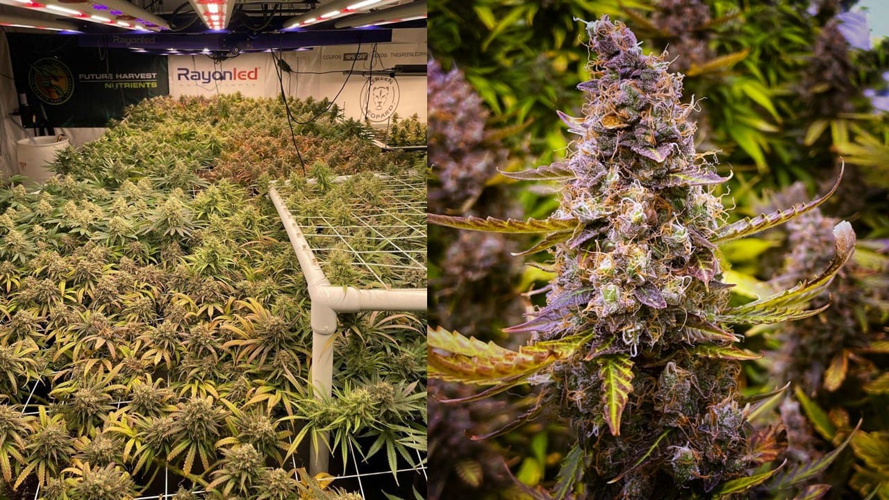 Screen Of Green Technique