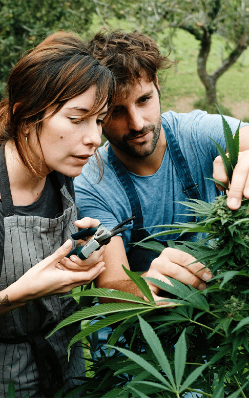 Seedsman Cannabis Seeds | Buy Online with Delivery Across Europe